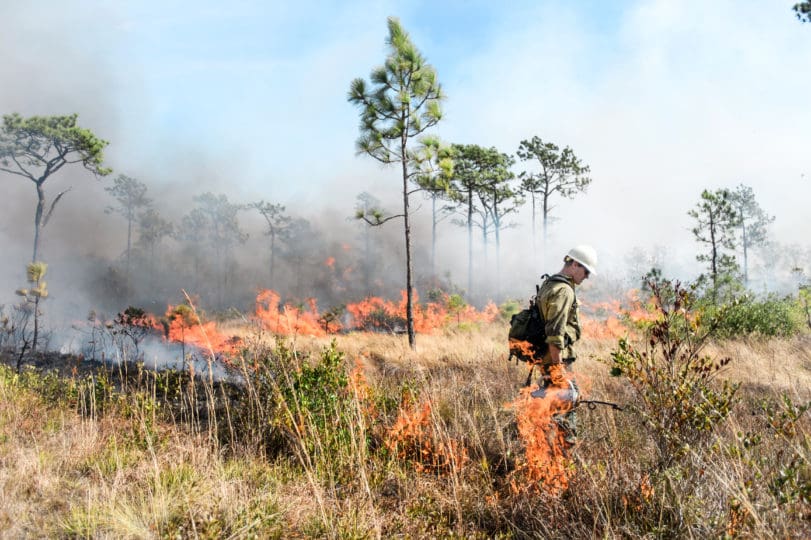 Forest Health and Wildfire Protection - The Moore Charitable Foundation