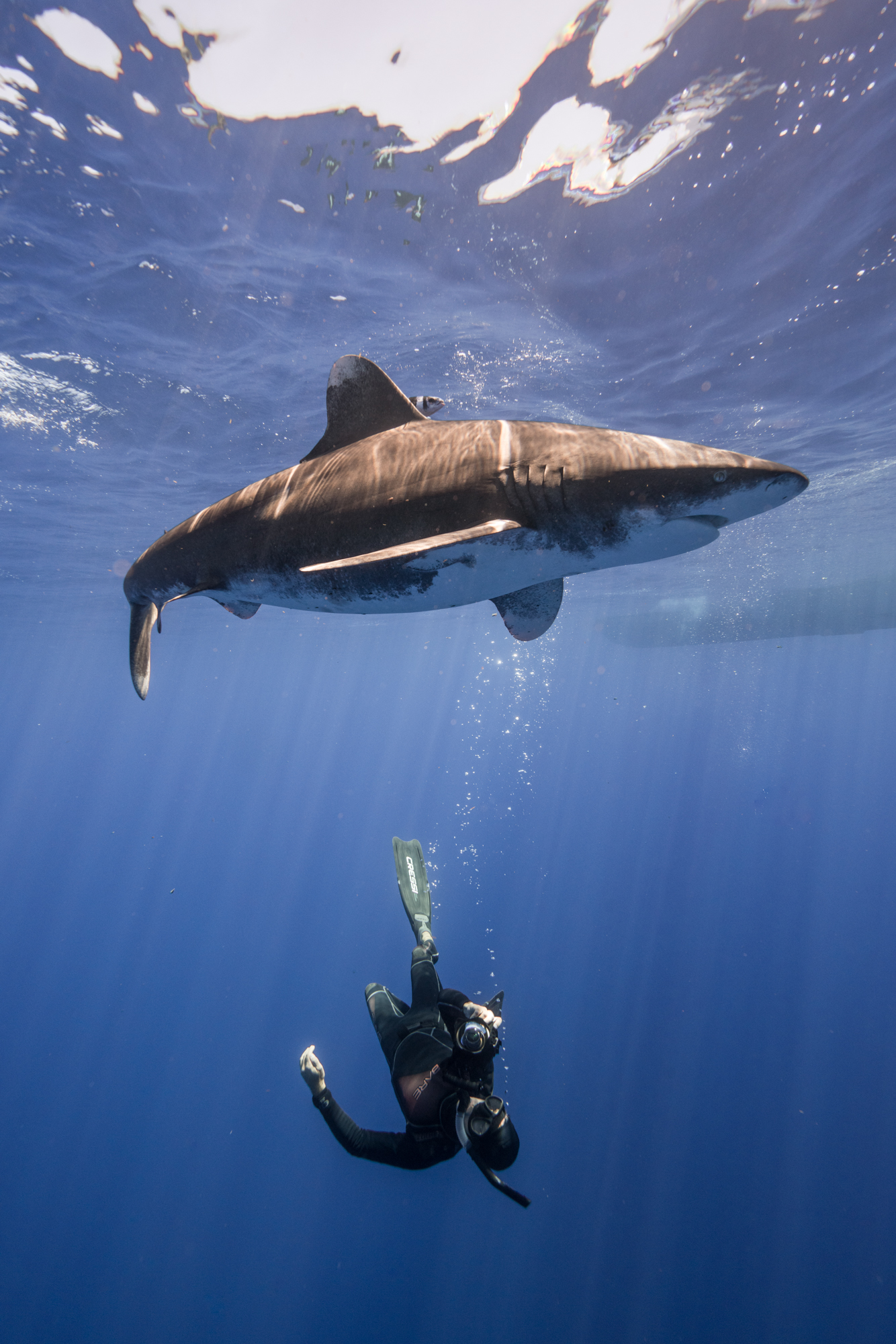 Protecting vital shark populations - The Moore Charitable Foundation