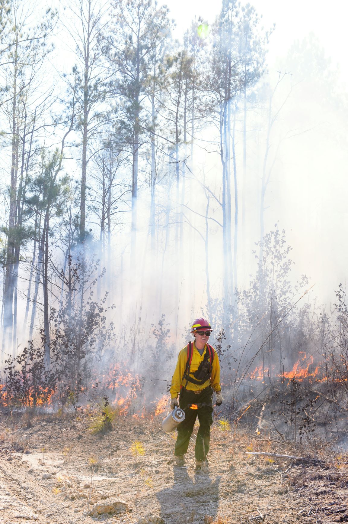 Revitalizing forests with prescribed fire - The Moore Charitable Foundation
