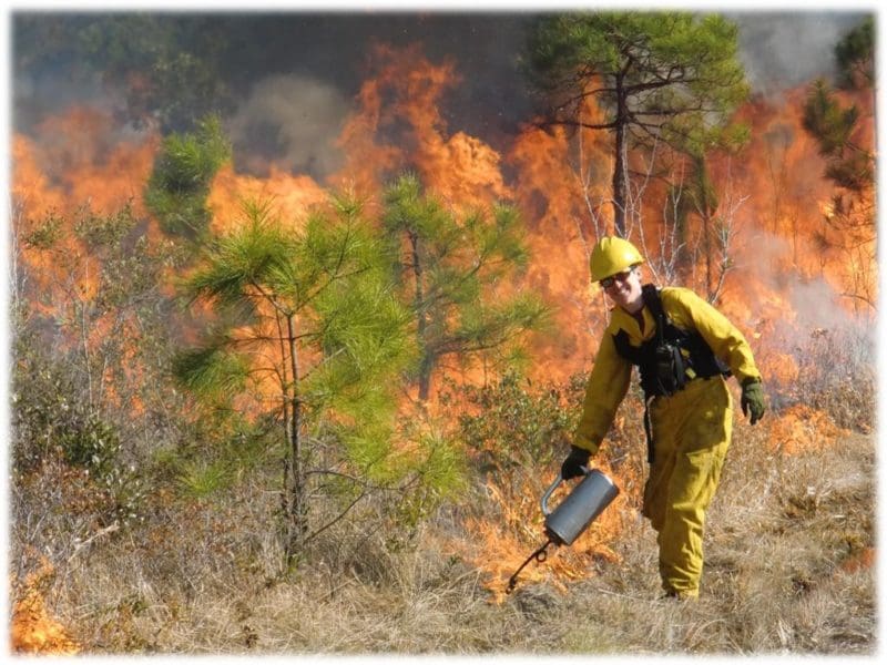 Revitalizing forests with prescribed fire - The Moore Charitable Foundation