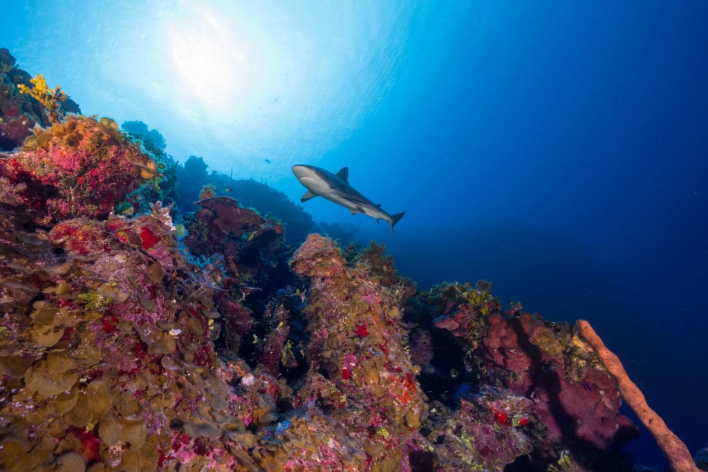 Healthy Oceans - The Moore Charitable Foundation