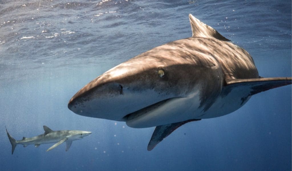 Shark Fin Sales Elimination Act Becomes Law - The Moore Charitable ...