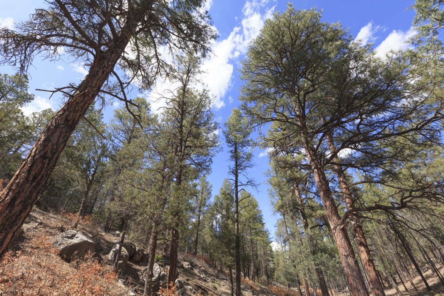 Home - The Moore Charitable Foundation