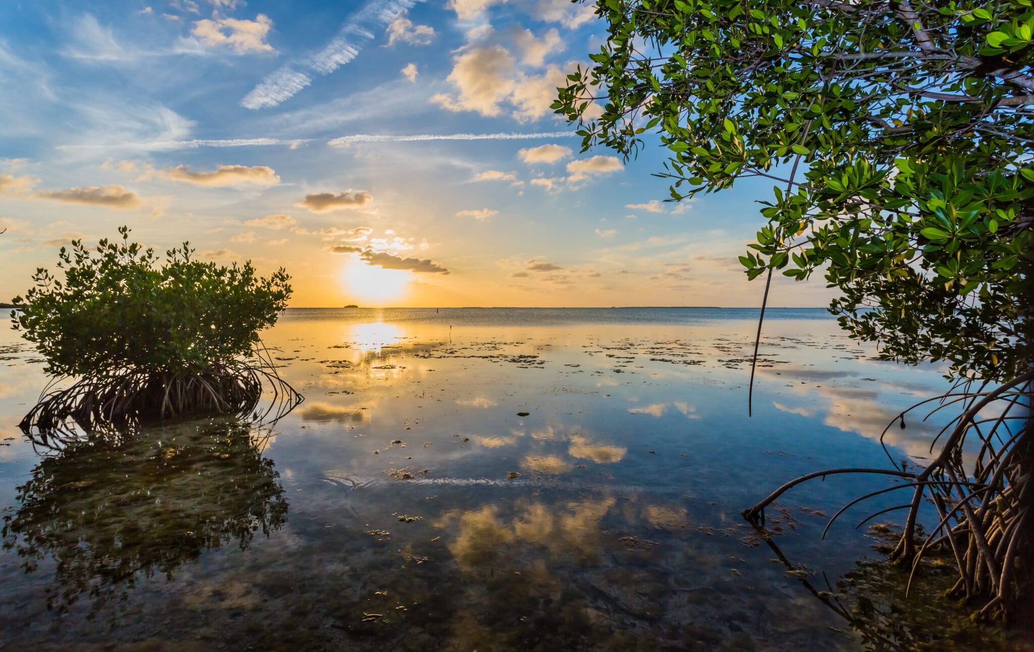 Why Mangroves Matter - The Moore Charitable Foundation